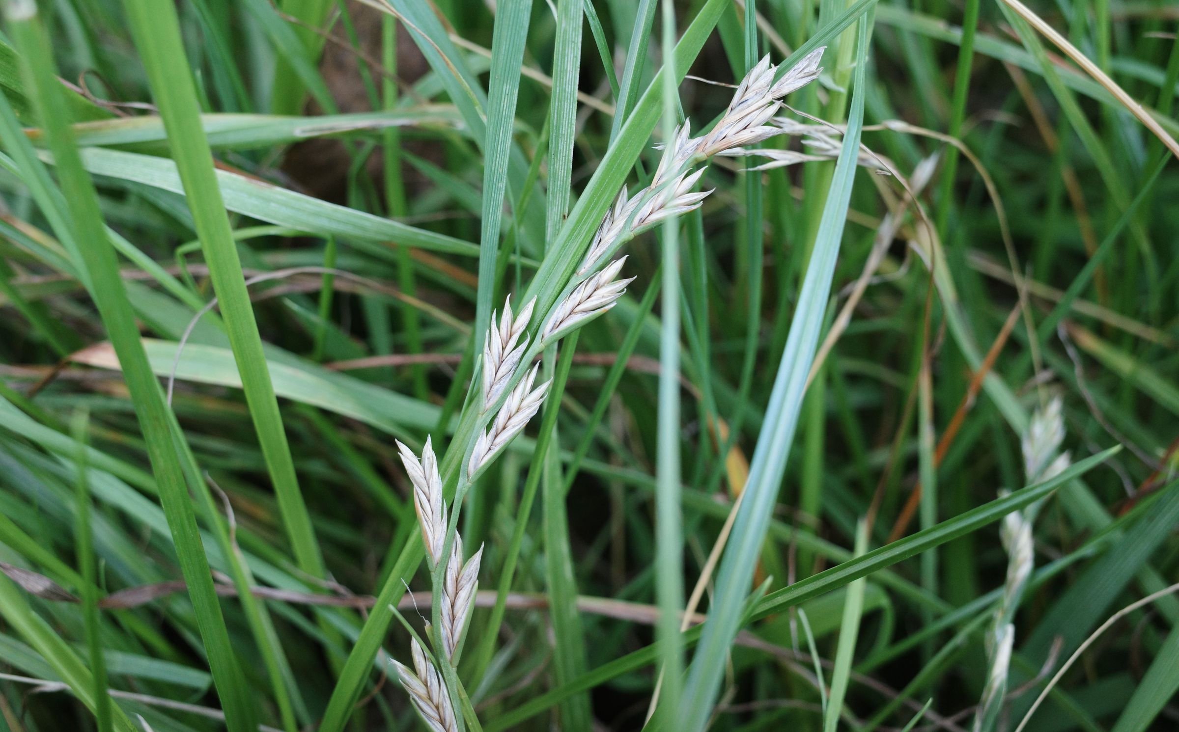 Első éves vadvirágos rét